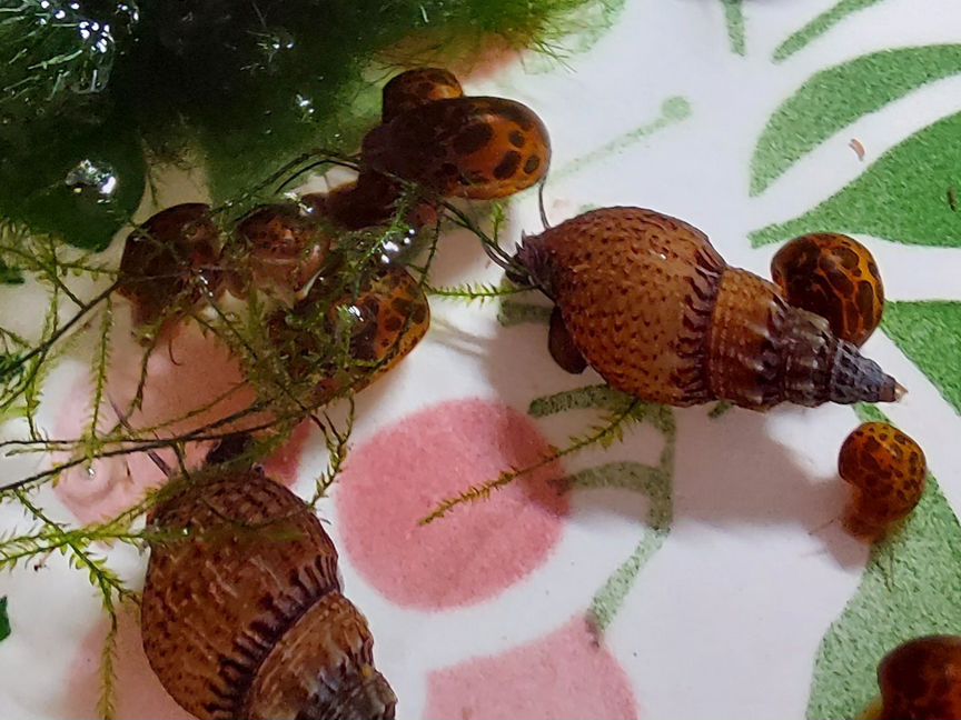 Отдам бесплатно улиток мелания гранифера и катушки