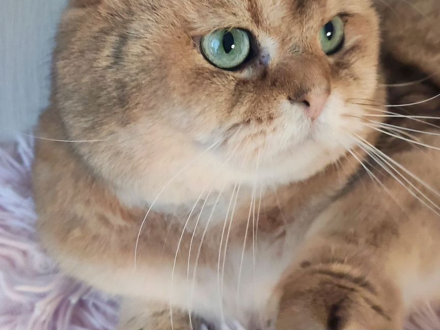 Шотландский вислоухий кот вязка