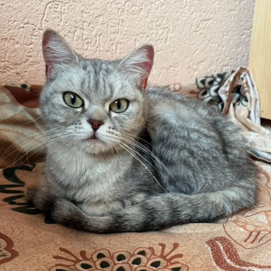 Шотландский прямоухий короткошёрстный котёнок