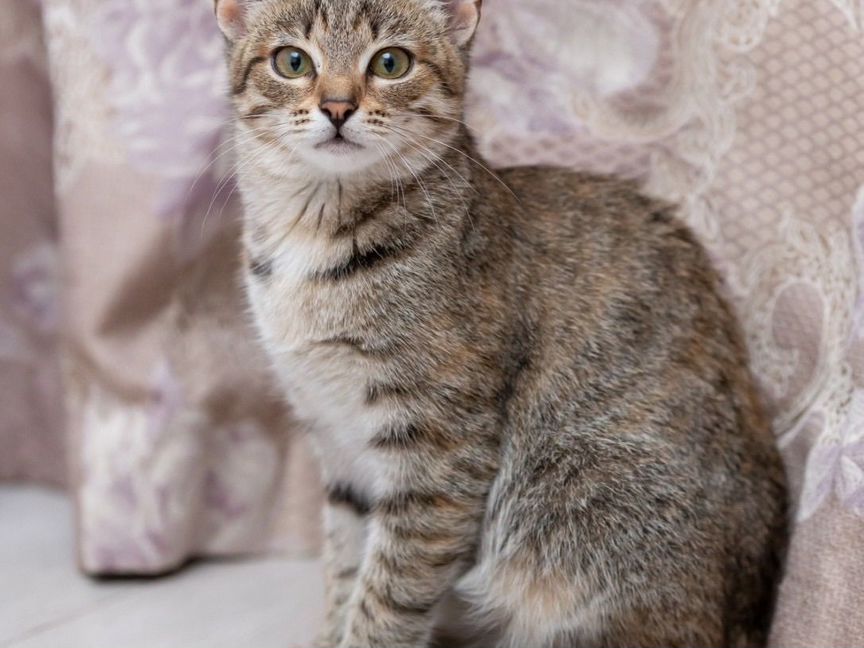 Котенок бесплатно