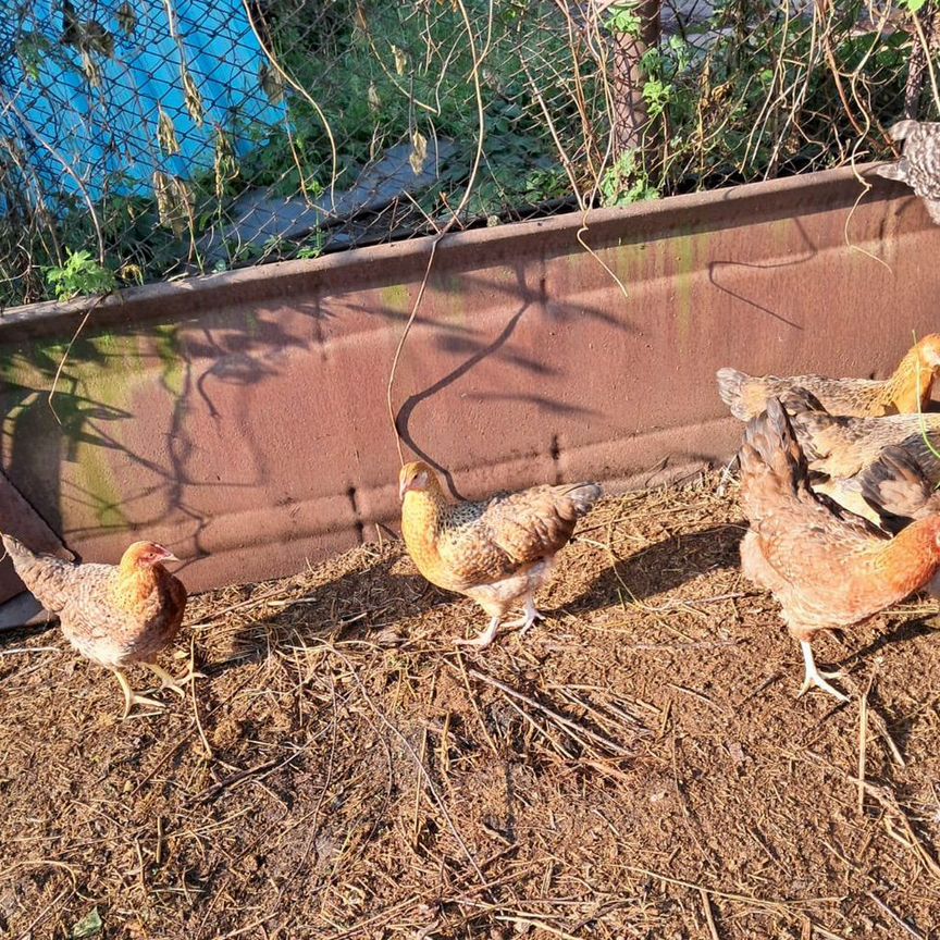 Курочки молодки