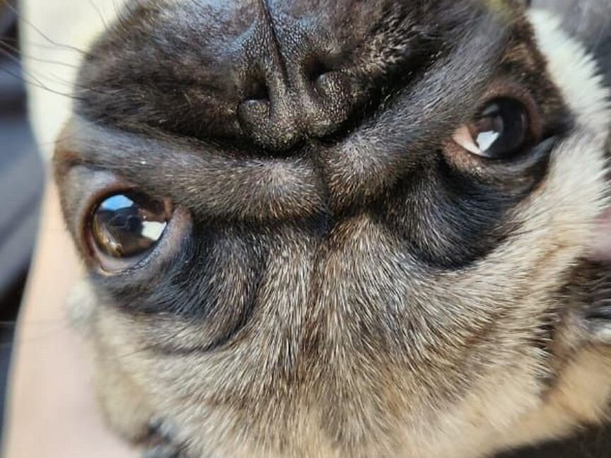 Мопс