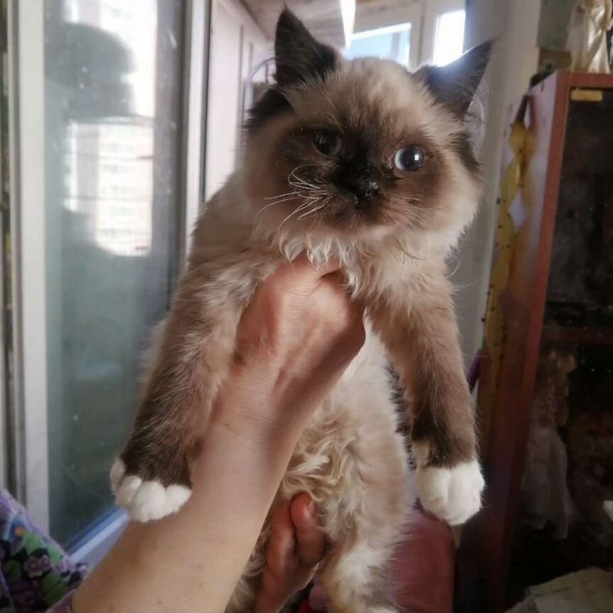Продать кошку регдолл