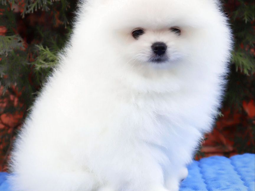 Белые щенки пом. шпица Фото от 17 ноября