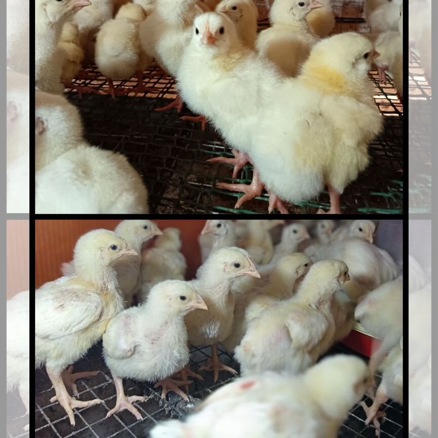 Бройлер разного возраста