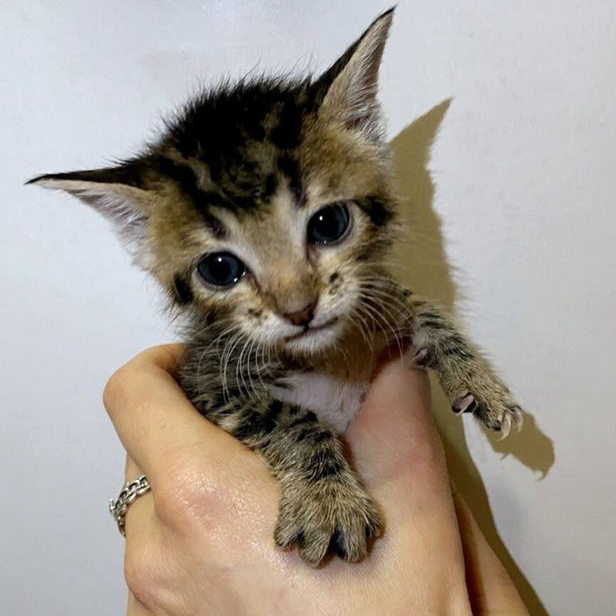 Котёнок в добрые руки