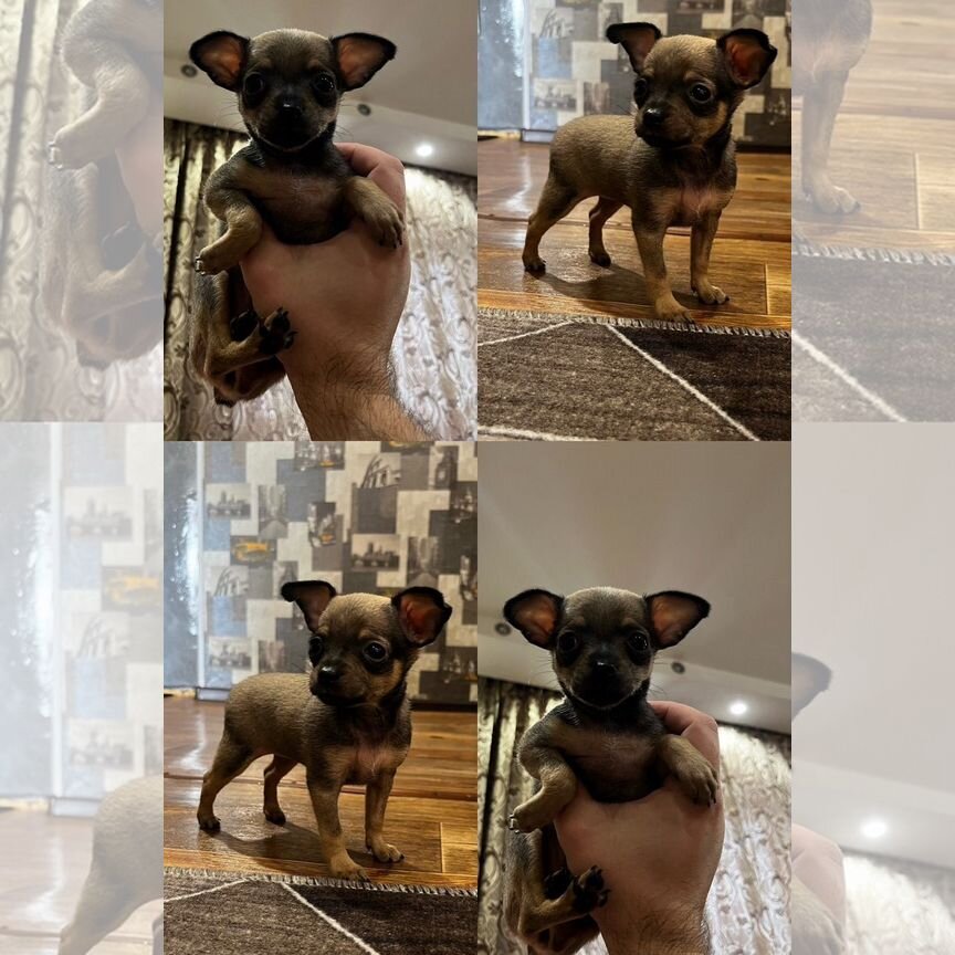 Русский той-терьер, щенок