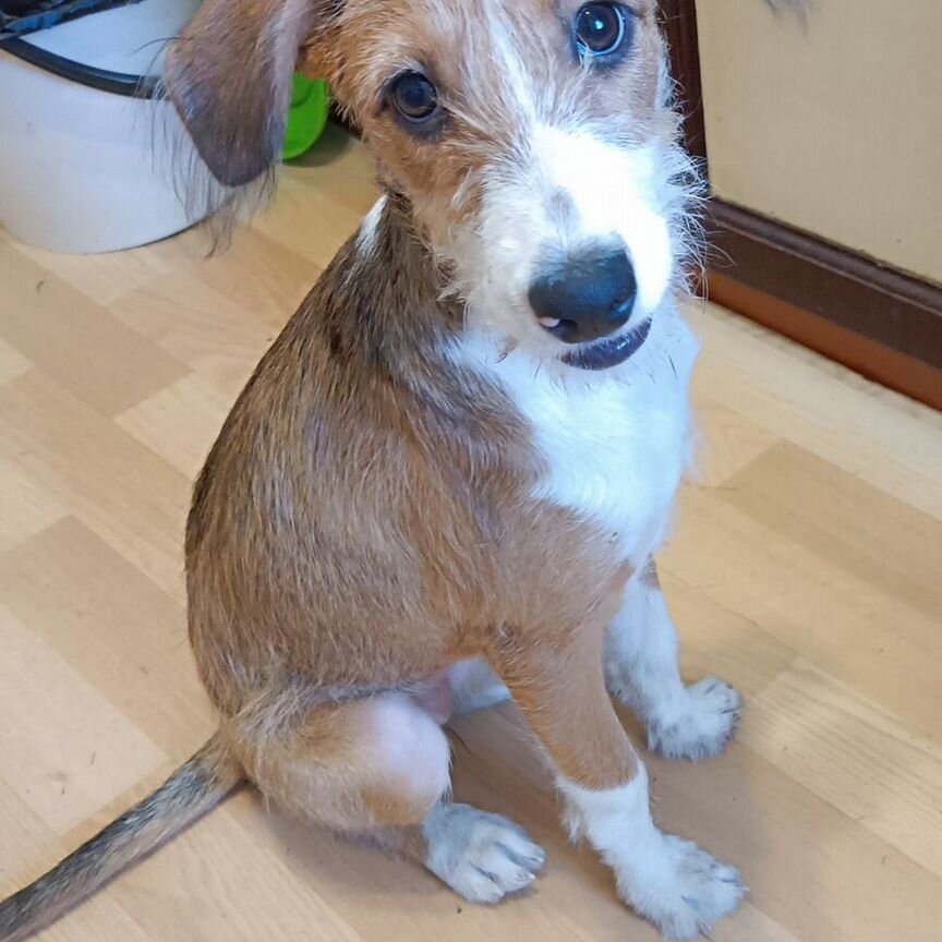 Щенулька ищет дом