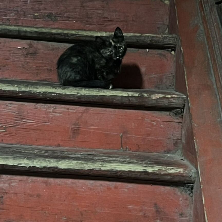 Котята