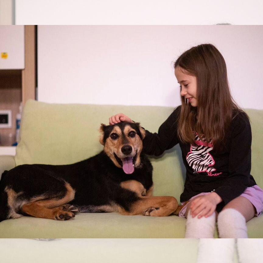 Взрослая собака в добрые руки