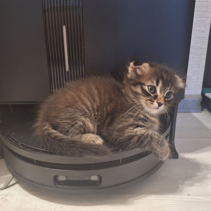 Котенек мальчик вислоухий