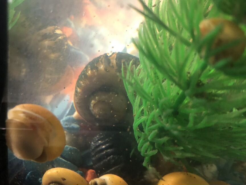 Улитки ампулярии