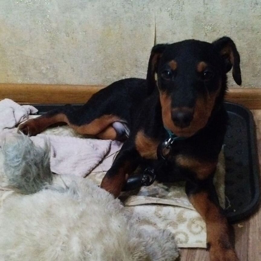 Отдам щенка ягтерьера в хорошие руки