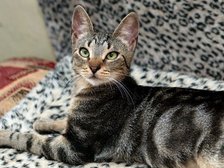 Кошечка Мия 11 месяцев