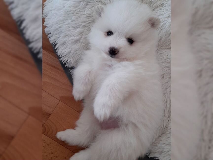 Счастье в дом