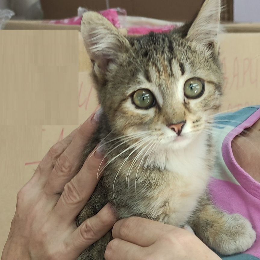 Трехшерстные котята