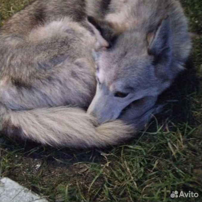 Чья потеряшка