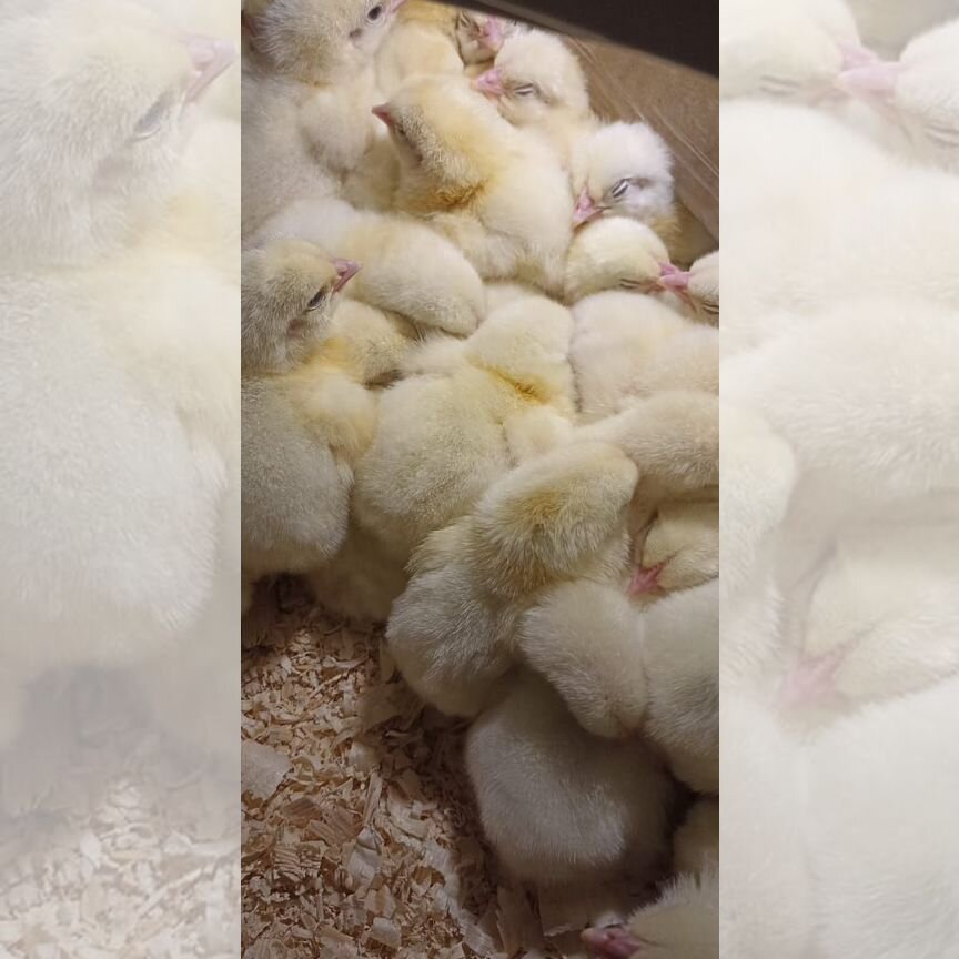 Бройлеры Кобб 500