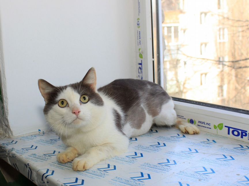 Кот Бакс ищет семью