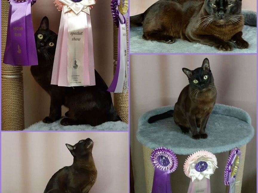 Вязка бурманский кот Чемпион мфа