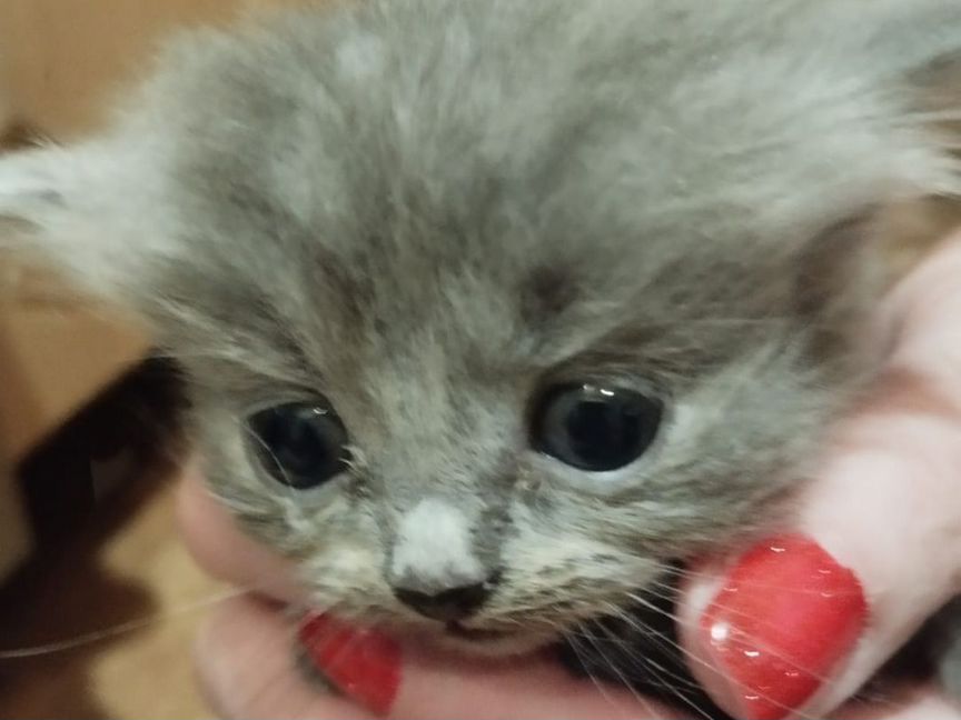 Котята Шотландские вислоухие чистокровные