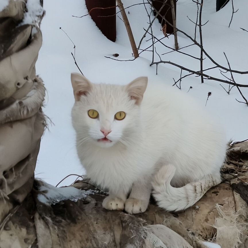 Взрослый кот в добрые руки