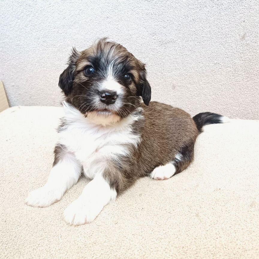 Щенки от домашней собаки