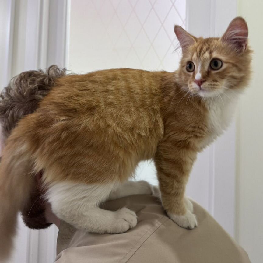 Котики бесплатно