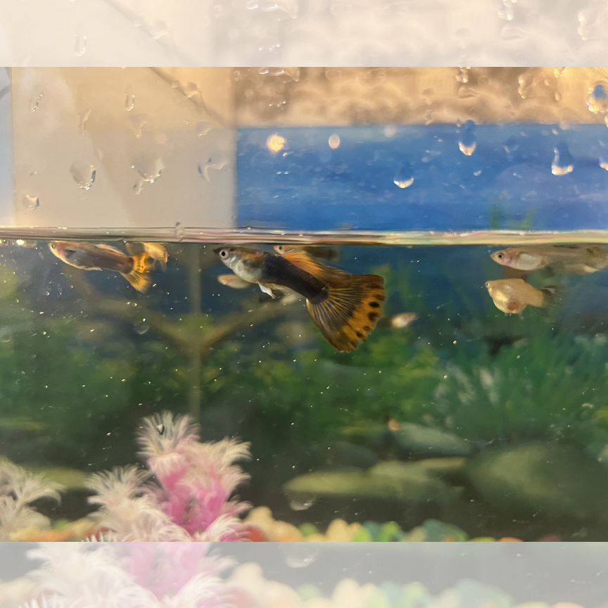 Гуппи тукседо