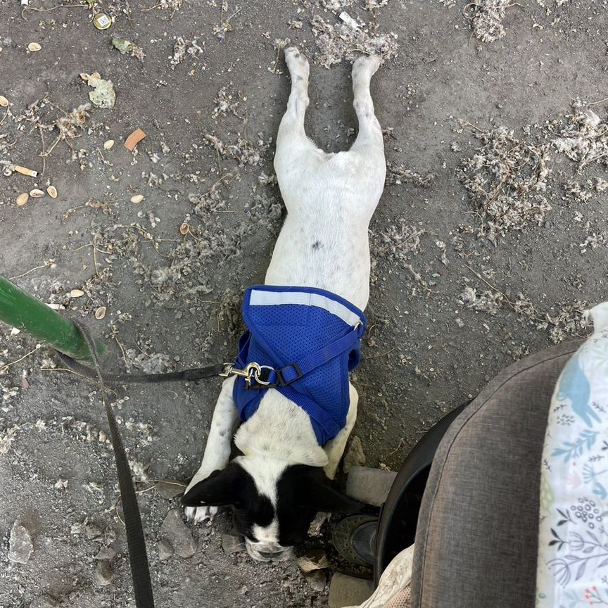 Франзуский бульдог