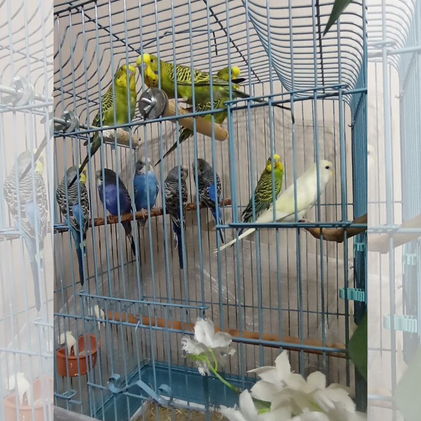 Волнистые попугайчики (молодняк)