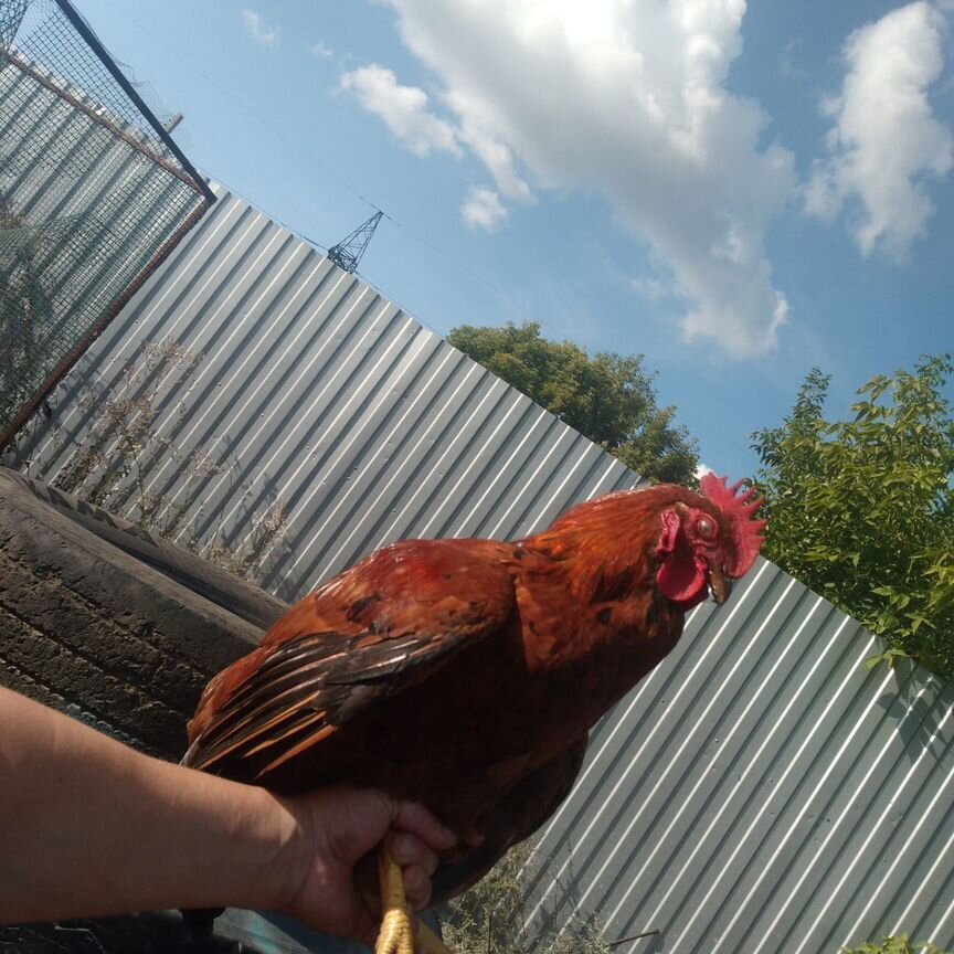 Красавец Петр