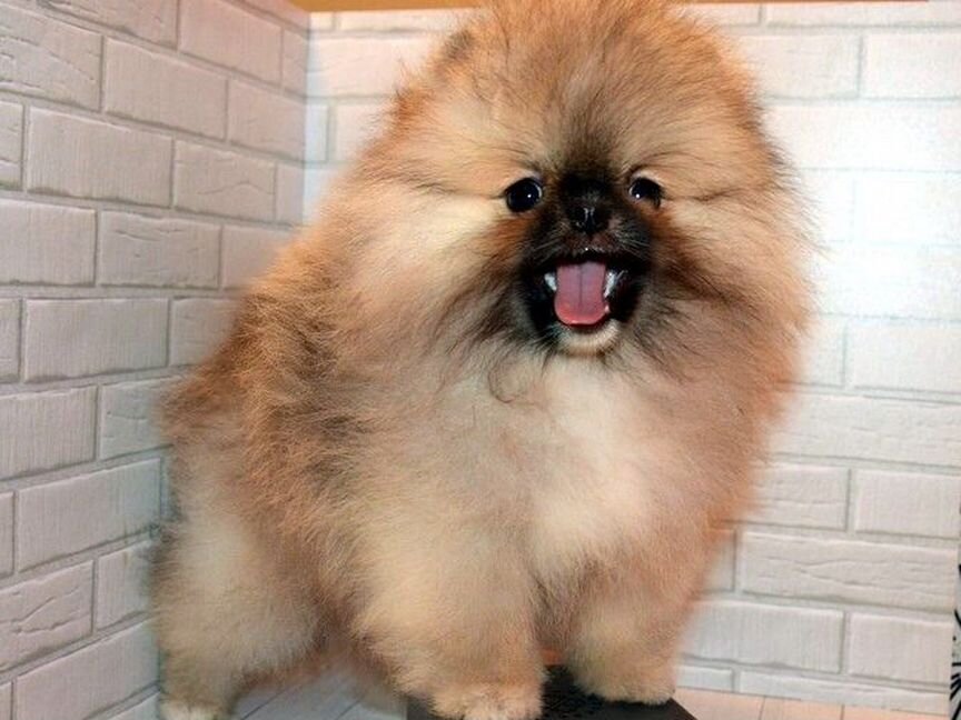 Померанский шпиц, роскошный,курносый мини мальчик