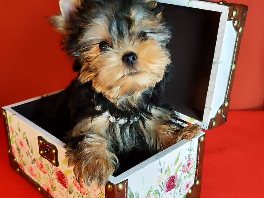 Йоркширская красивая девочка Бейсика РКФ