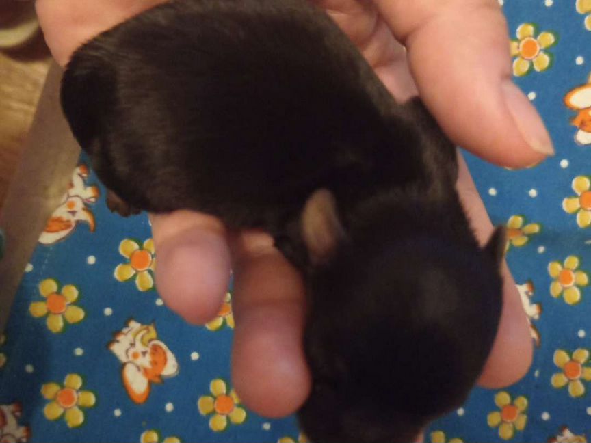 Щенки йорка мини