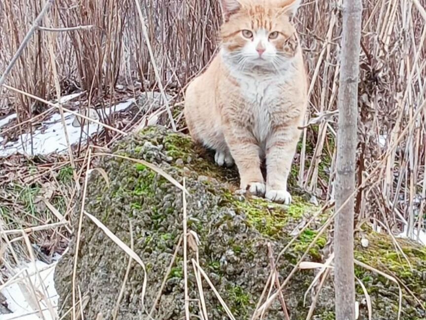 Котя в добрые руки