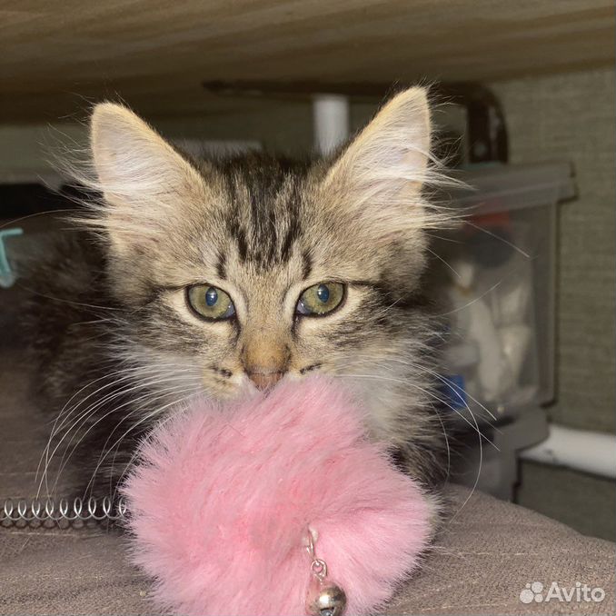 Ириска ищет семью