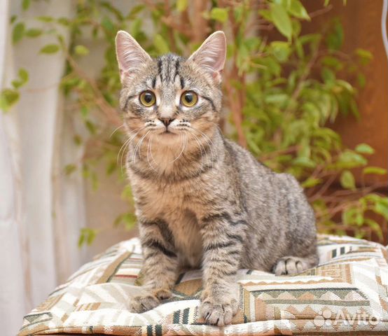 Мальчишка 3,5 месяца