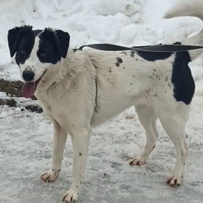 Взрослая собака в добрые руки