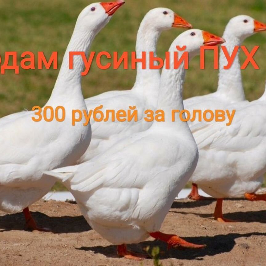 Продаю гусиный пух