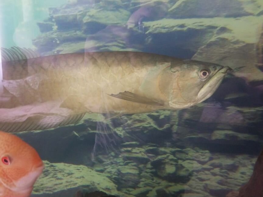 Аквариумные рыбки