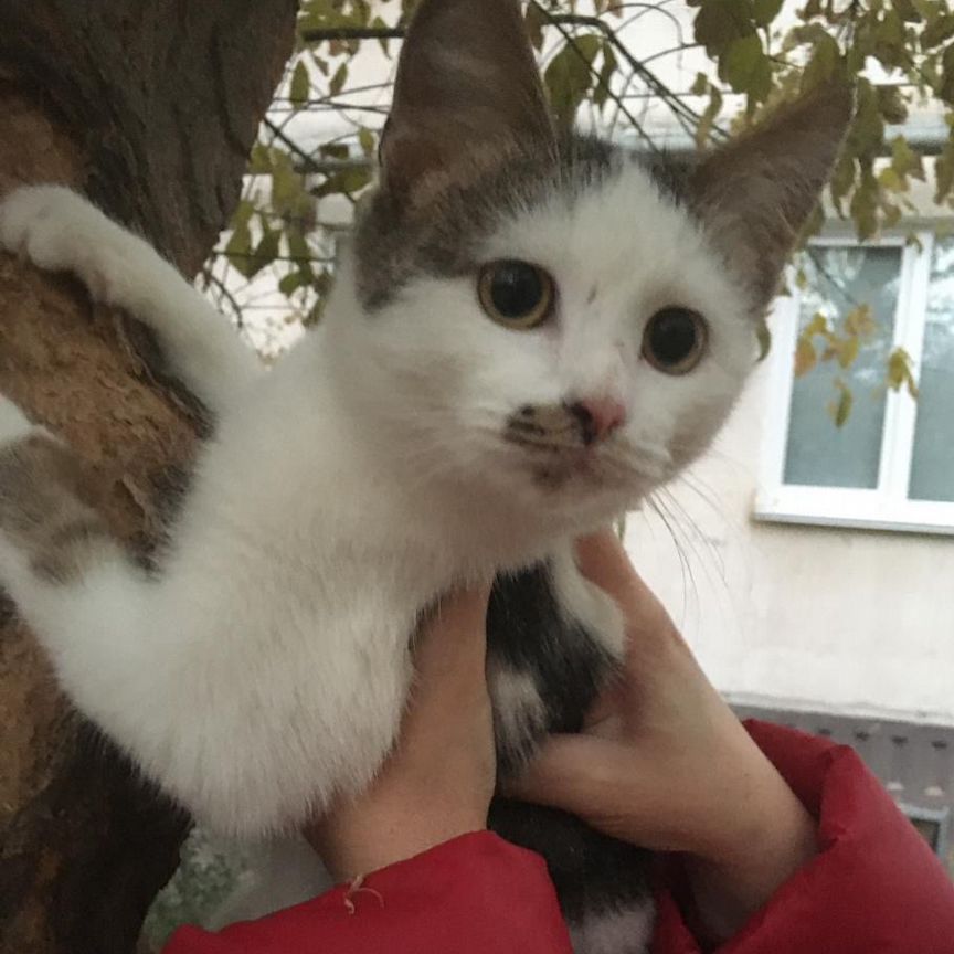 Котенок в добрые руки