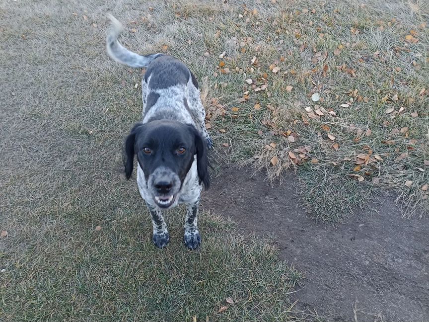 Продам собаку русский спаниель