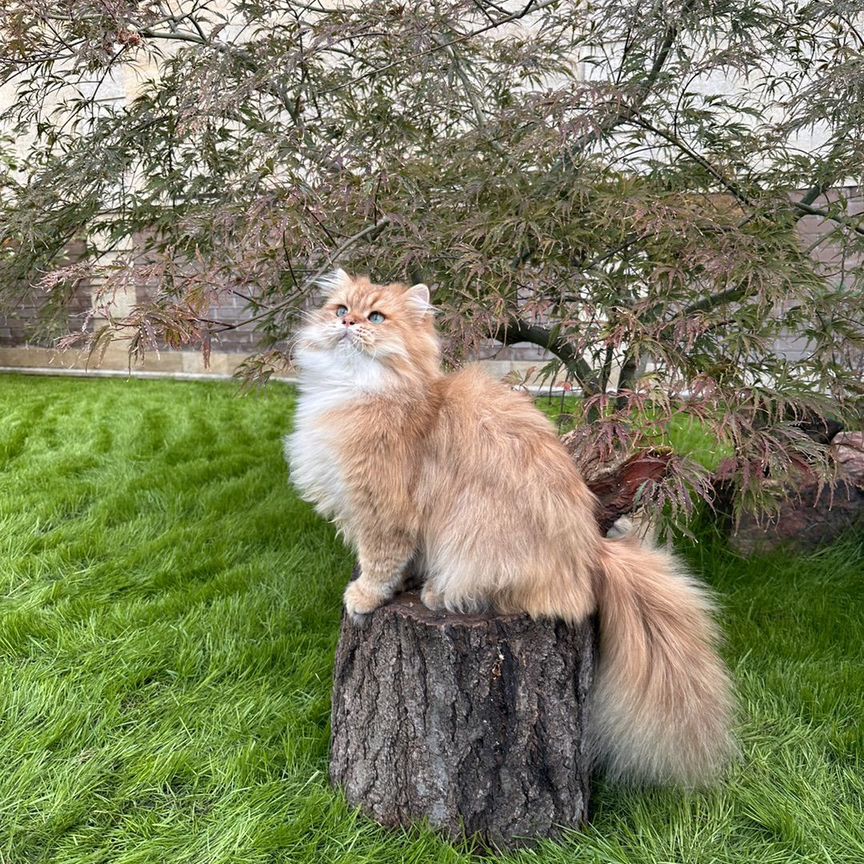 Яркий шоколадный мальчик золотой