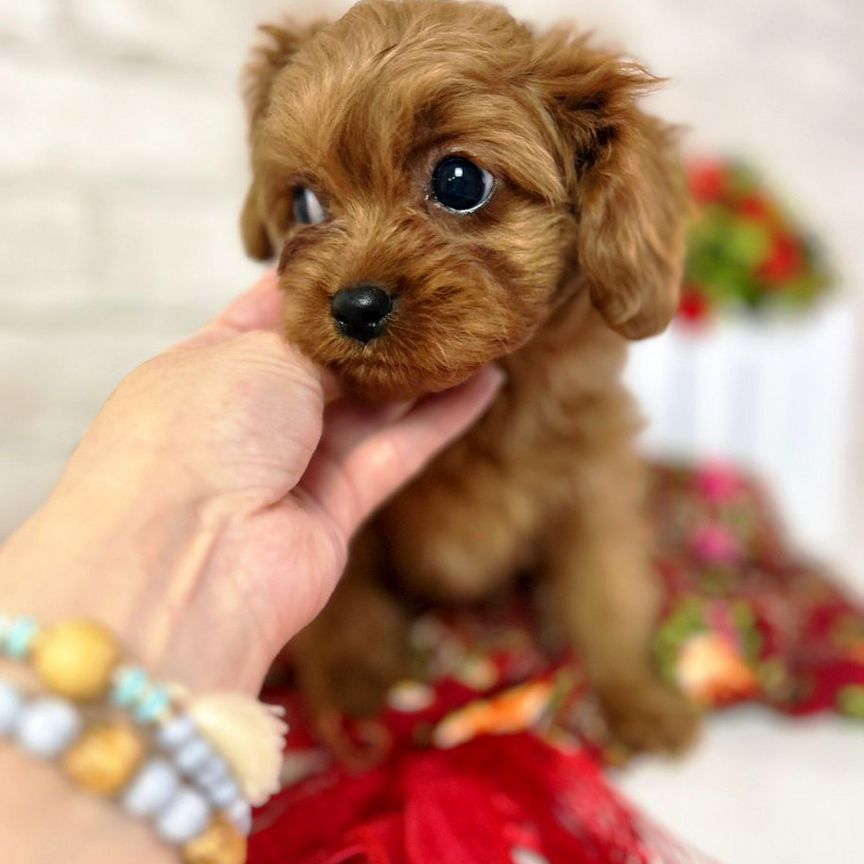 Мальтипу, щенок