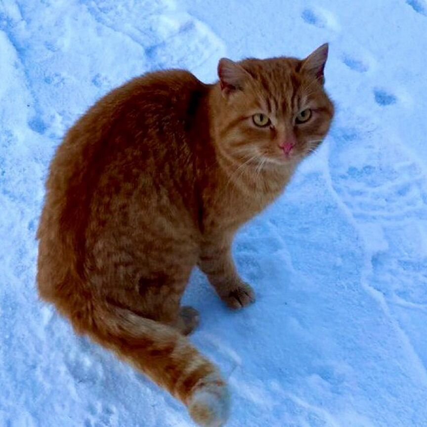 Кот в добрые в добрые руки