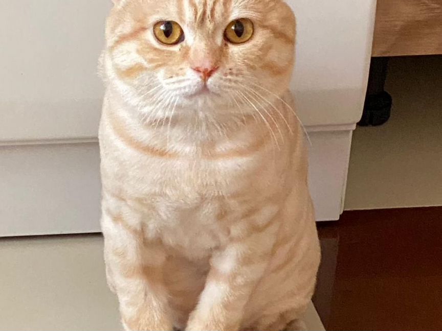 Шотландский кот