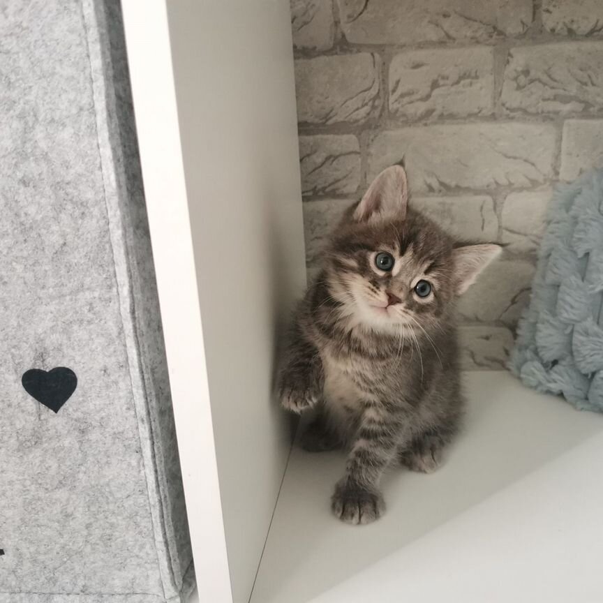 Стильняшик