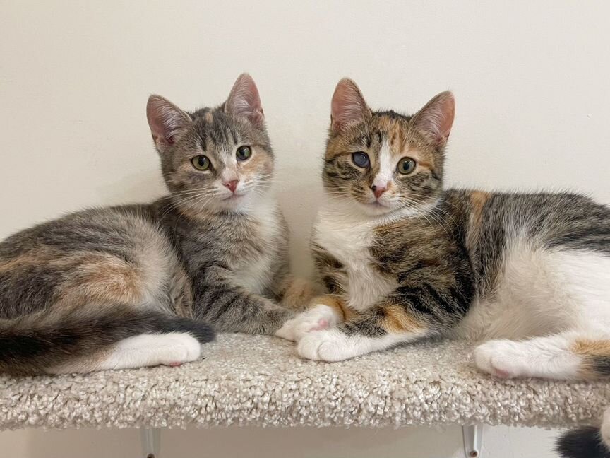 Котята в добрые руки трехцветные