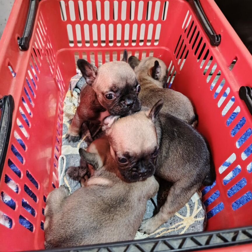 Мини Девочки